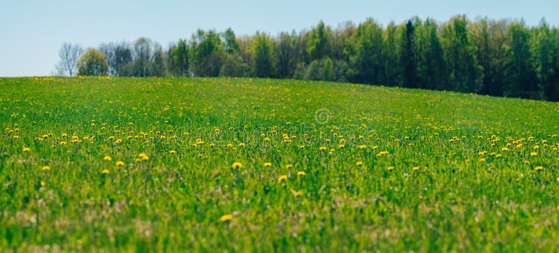 Springtime Field with Dandelion Flowers on Bright Sunny Day Stock Image ...