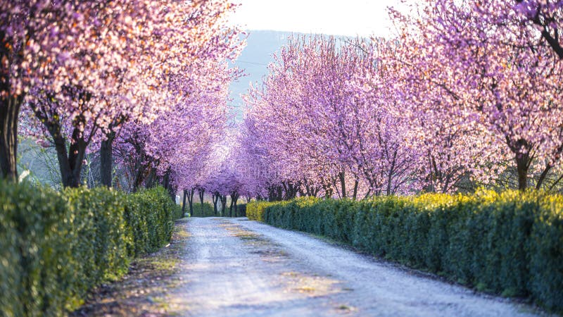Springtime Field Landscape with Wild Cherry Flowers Stock Image - Image ...