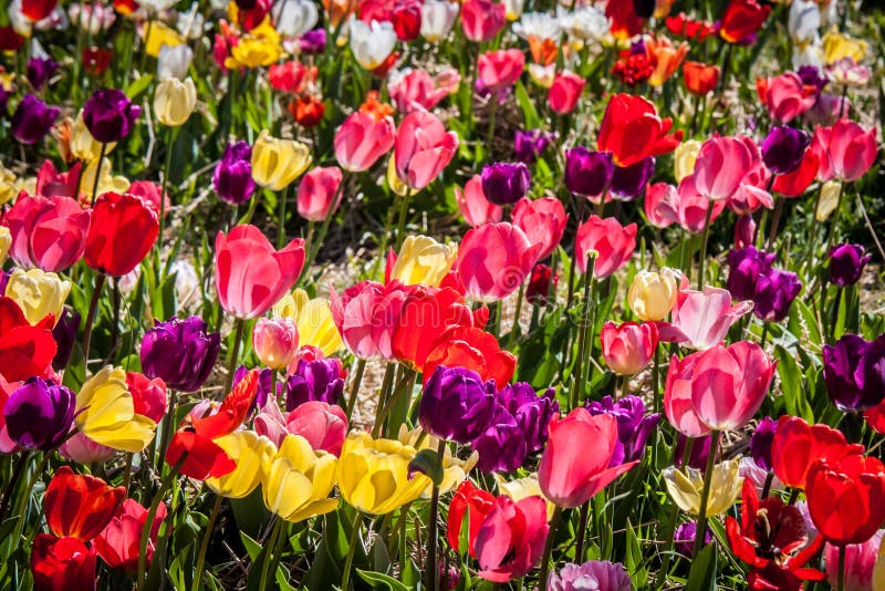 Springtime Field of Multi-Colored Tulips Stock Photo - Image of garden ...