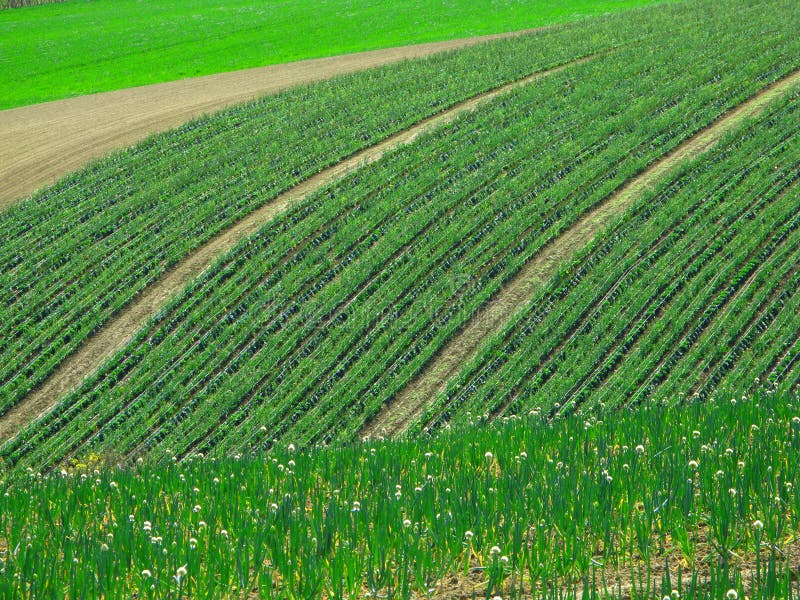 Springtime fields stock photo. Image of outdoor, agriculture - 4828696