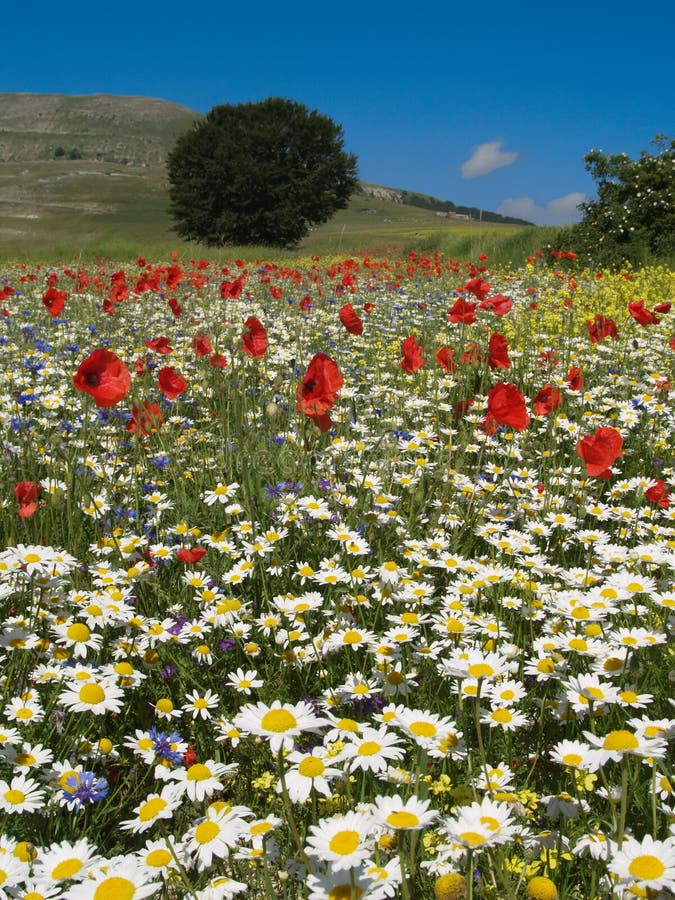 Couple Planting Plant in Garden Stock Image - Image of hobby, people ...