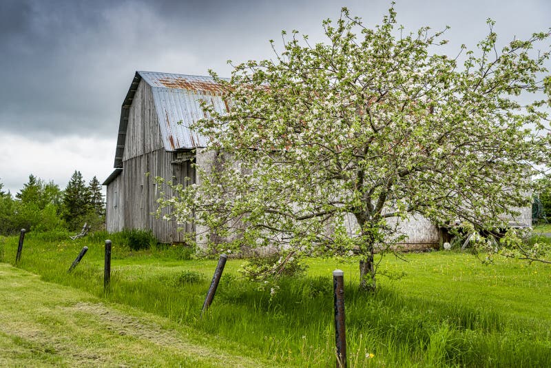 Springtime Apple Tree and Farm Stock Photo - Image of outdoor ...