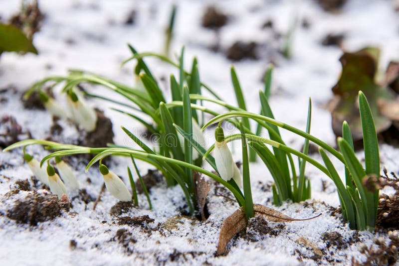 Springtime Flowers Bloom in Snow Stock Photo - Image of petal, outdoor ...