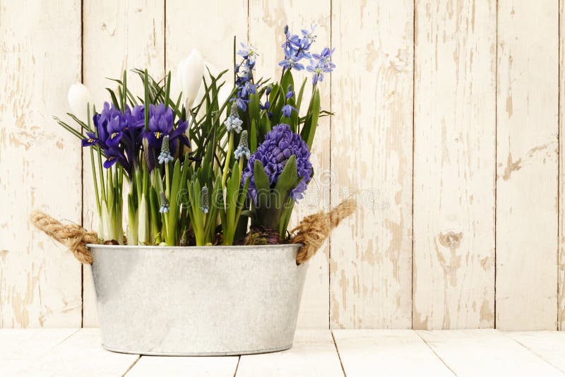 Flowers Composition with Cotton Flower in Silver Bowl. Stock Photo ...