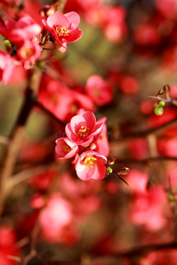 Springtime stock image. Image of bossom, plant, flower - 51599553