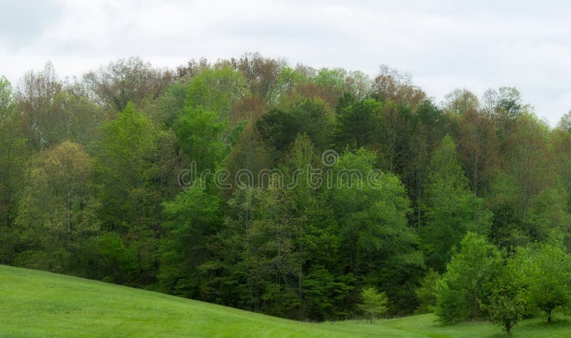 Springtime Foliage in East Tennessee Stock Photo - Image of orton ...