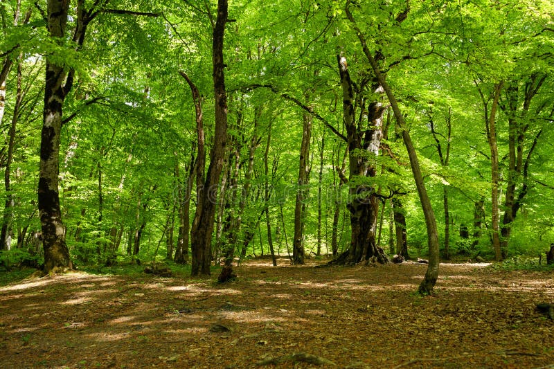 Springtime Forest in the Afternoon, Dappled Sunlight and Green Foliage ...