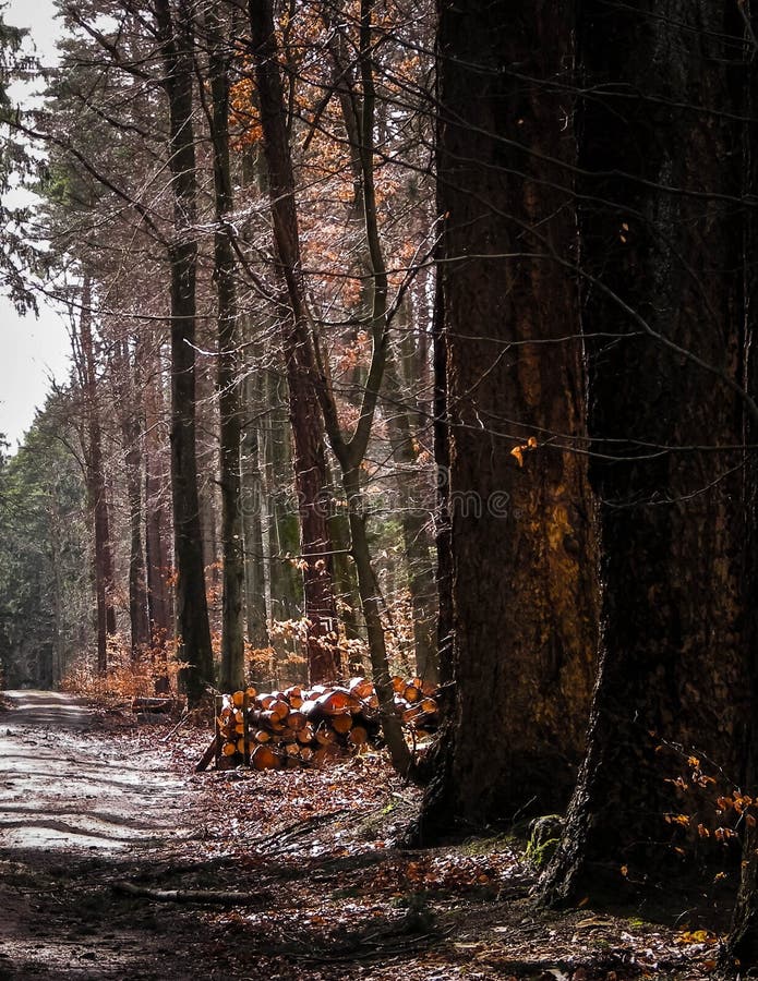 Springtime, Forest Awakens Again after the Winter Break Stock Image ...