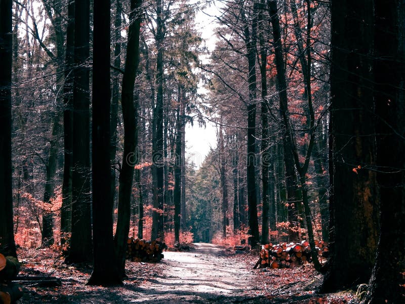 Springtime, Forest Awakens Again after the Winter Break Stock Photo ...