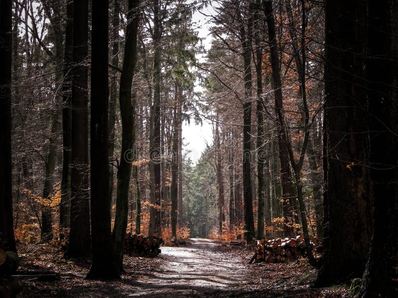 Springtime, Forest Awakens Again after the Winter Break Stock Photo ...