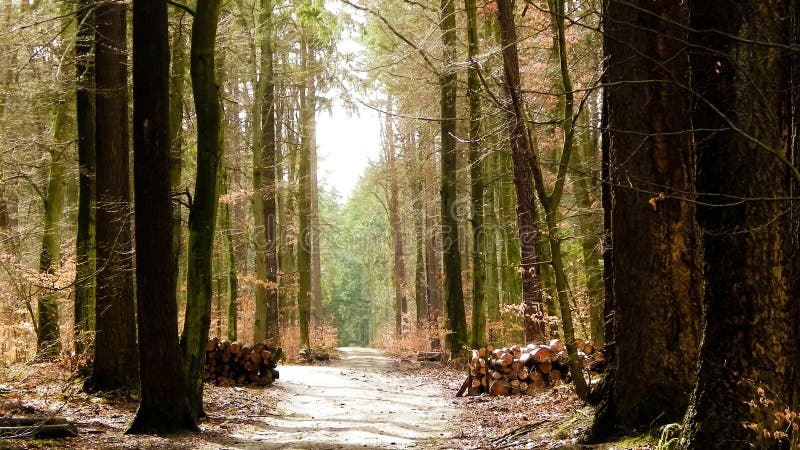 Springtime, Forest Awakens Again after the Winter Break Stock Image ...