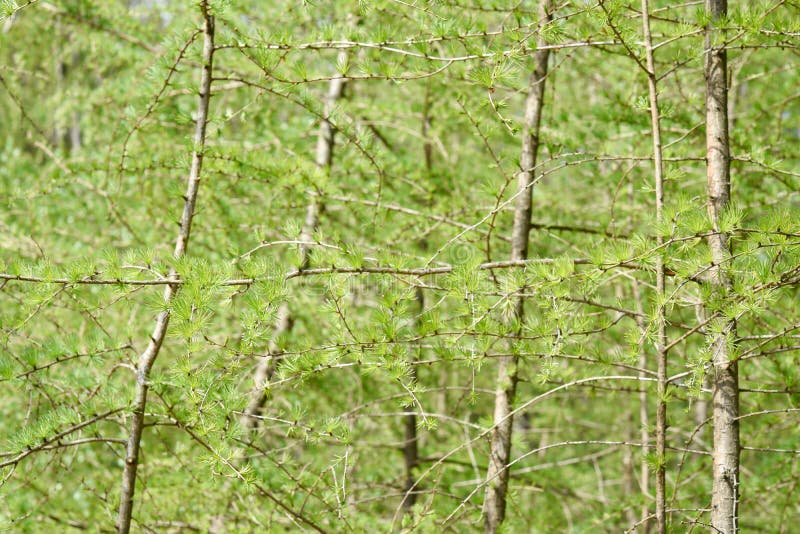 Springtime in the Forest Branch of Larch Tree Stock Image - Image of ...