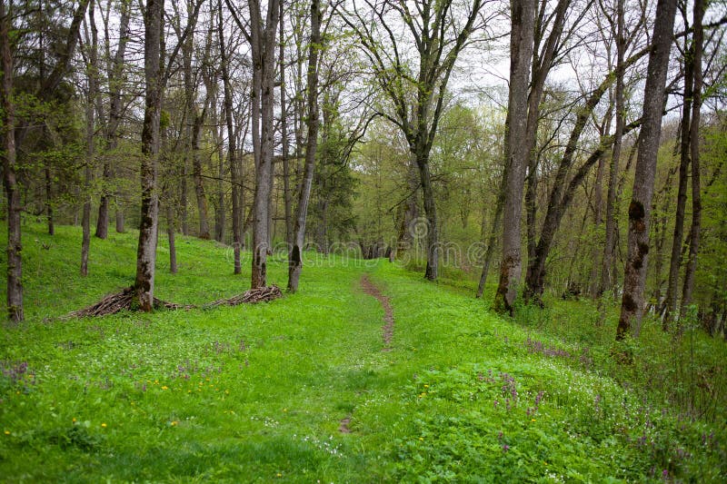 Springtime in forest stock image. Image of european - 294434885