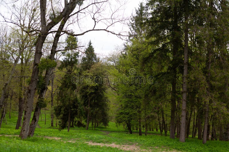 Springtime in forest stock photo. Image of nature, cold - 377349188