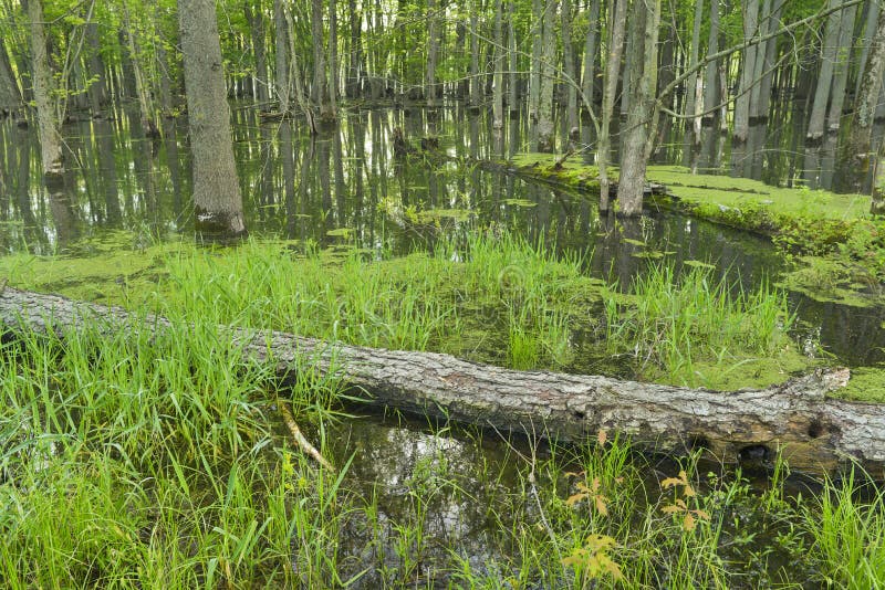 Springtime in a Midwest Forest Stock Image - Image of color, nature ...
