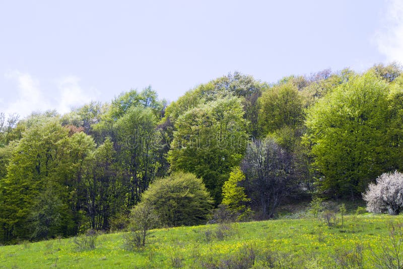 Springtime Forest Landscape in the Mountain of Georgia Stock Image ...