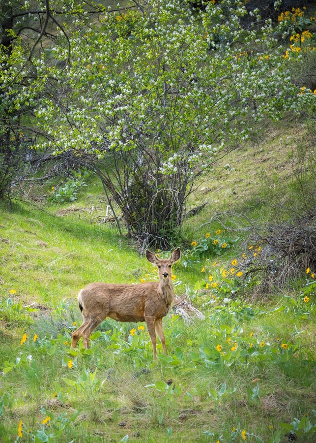 Mule Deer Doe Standing in Forest and Looking at Camera with Green Grass ...