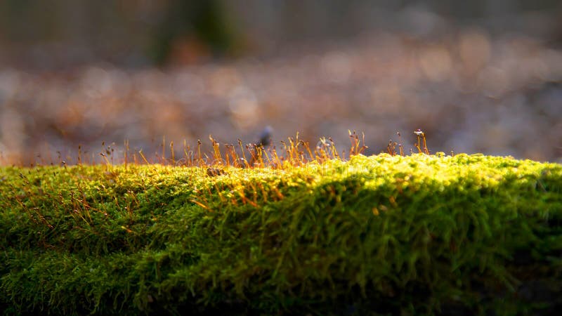 Springtime in the Forest. Spring Plants are Breaking through on the ...