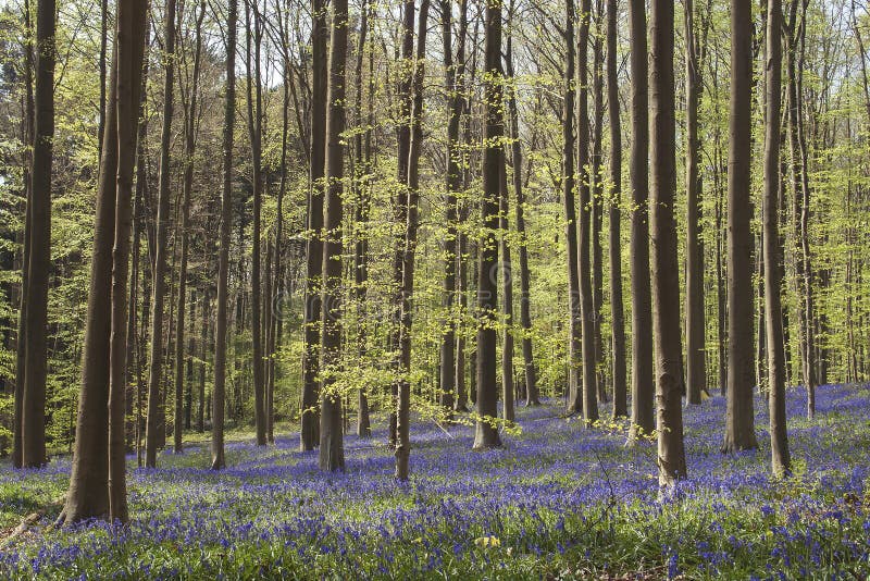Springtime forest stock photo. Image of belgium, bright - 87730850