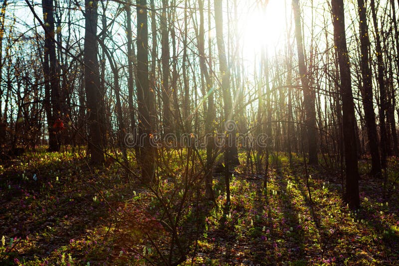 Springtime forest stock image. Image of nature, light - 233486871