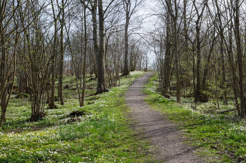 Springtime forest view stock photo. Image of sweden, outdoor - 40155358