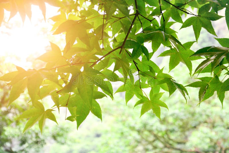 Springtime, Fresh Green Maple Tree Leaves on the Branch with Sunlight ...