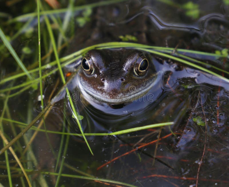 Springtime frog stock photo. Image of spring, water, green - 68252968