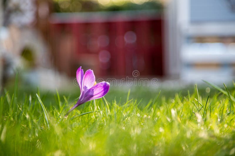 Springtime in the Front Yard. Spring Flowers in Sunlight, Outdoor ...
