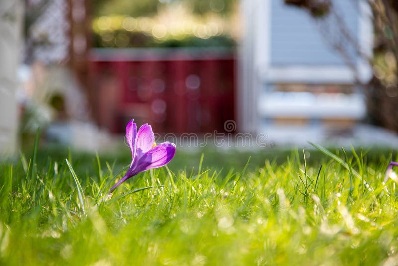 Springtime in the Front Yard. Spring Flowers in Sunlight, Outdoor ...