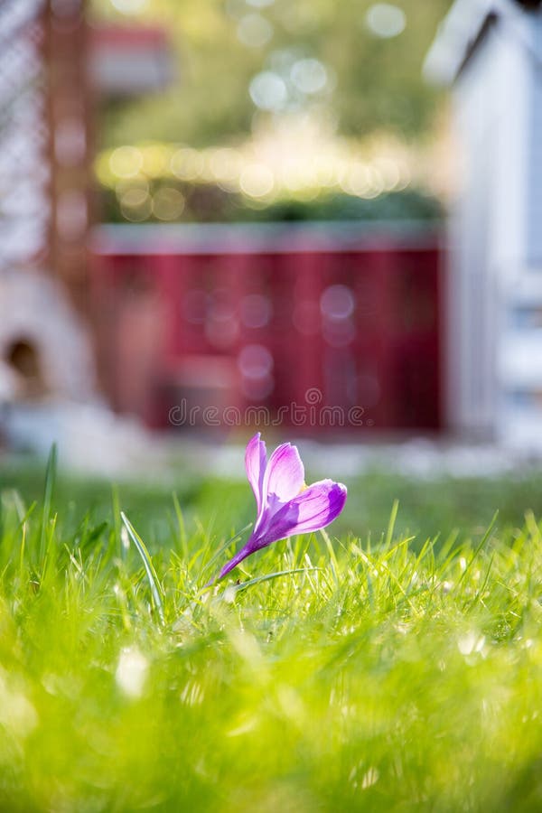 Springtime in the Front Yard. Spring Flowers in Sunlight, Outdoor Nature, Postcard Stock Photo ...