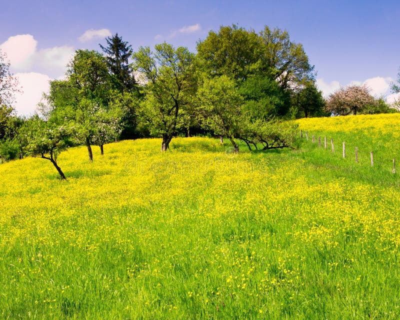 Springtime 23 stock photo. Image of meadow, germany, cultural - 83319446