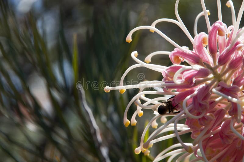 Pink & Cream Australian Native Grevillea Flower with BeeP Stock Photo ...