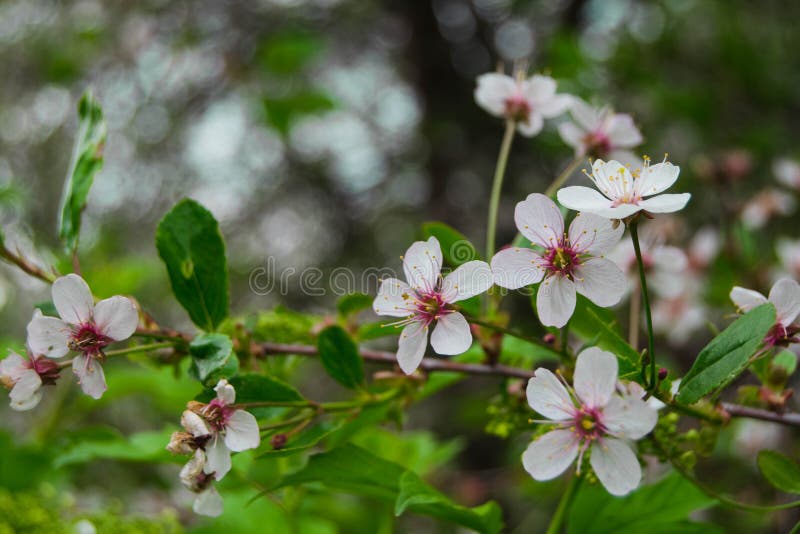 Springtime in Garden: Cherry Tree in Bloom Stock Photo - Image of ...