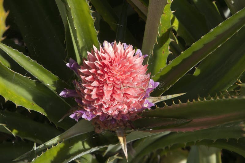 Pink flower of a bromeliad stock image. Image of botany - 228435443