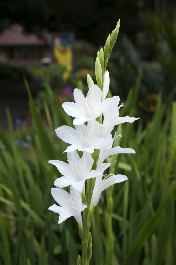 Stem of white flowers stock photo. Image of spring, plant - 223984074