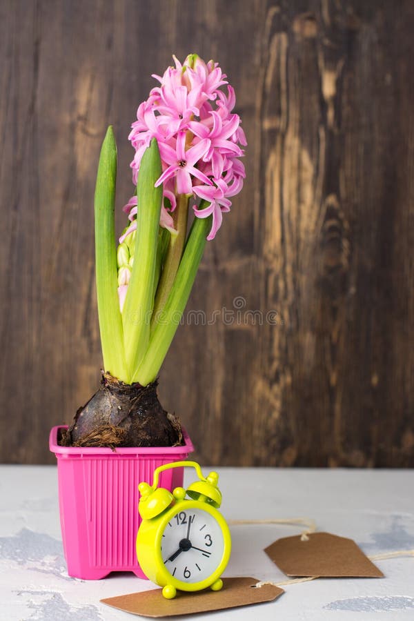 Springtime or Gardening Concept Stock Photo - Image of decoration, seed ...