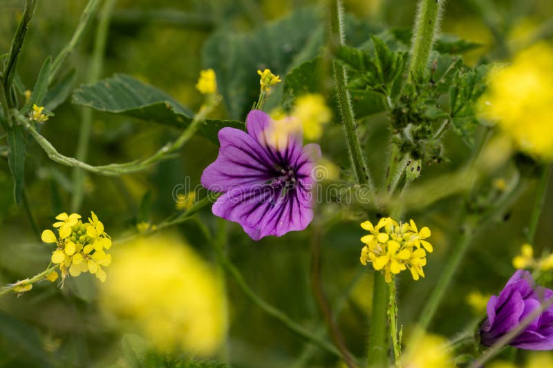 Springtime Glory: Blossoming Wildflowers in a Symphony of Colors Stock ...