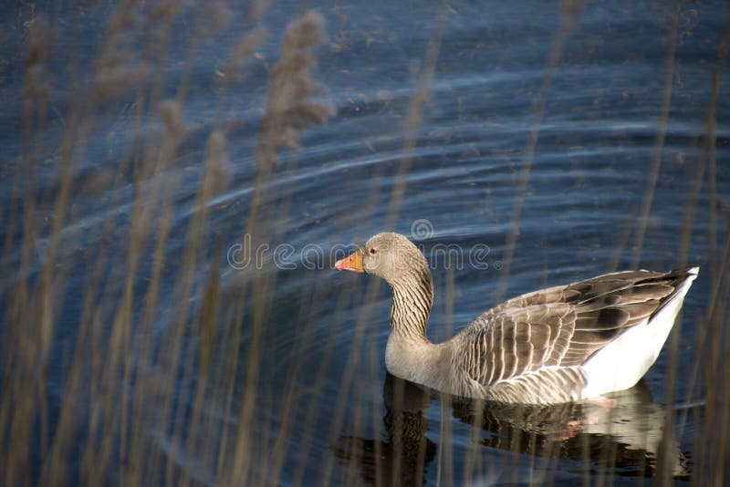 Springtime Goose stock image. Image of sunshine, spring - 39506817