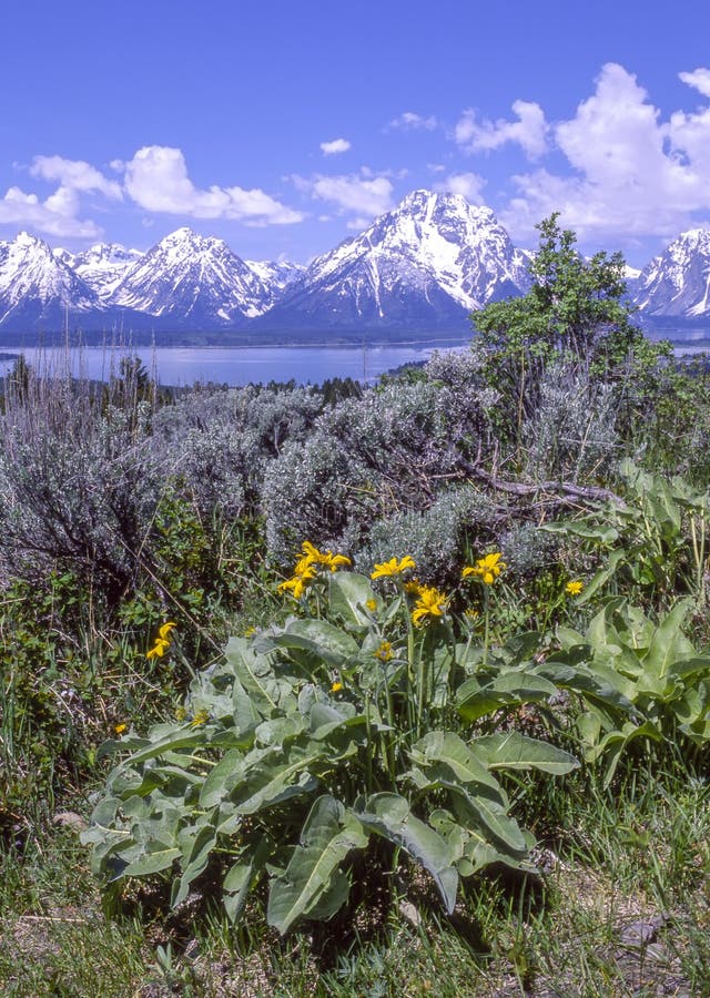 Springtime in the Grand Tetons Stock Image - Image of grand, spring ...