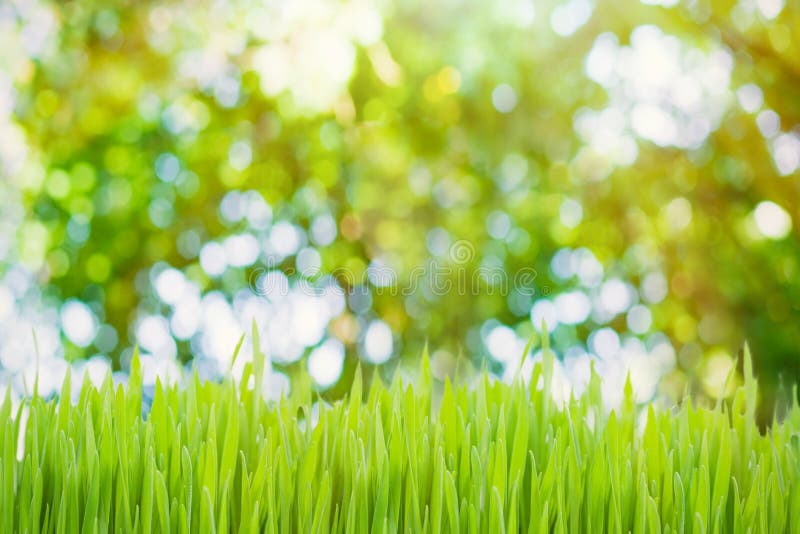 Abstracts of Natural Spring Green Background Stock Image - Image of ...