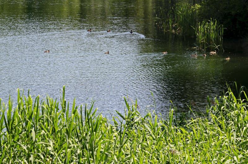 Springtime Green on a Fresh Trees and Lake in Residential District ...