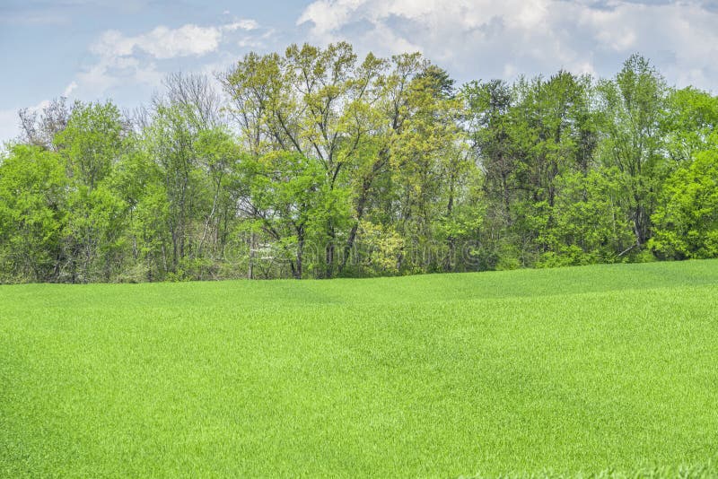 Springtime Green Grass and Trees with Copy Space Stock Photo - Image of ...
