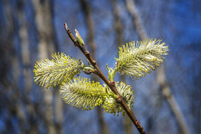Growing Sprout Growing Up on a Tree in the Forest Stock Image - Image ...
