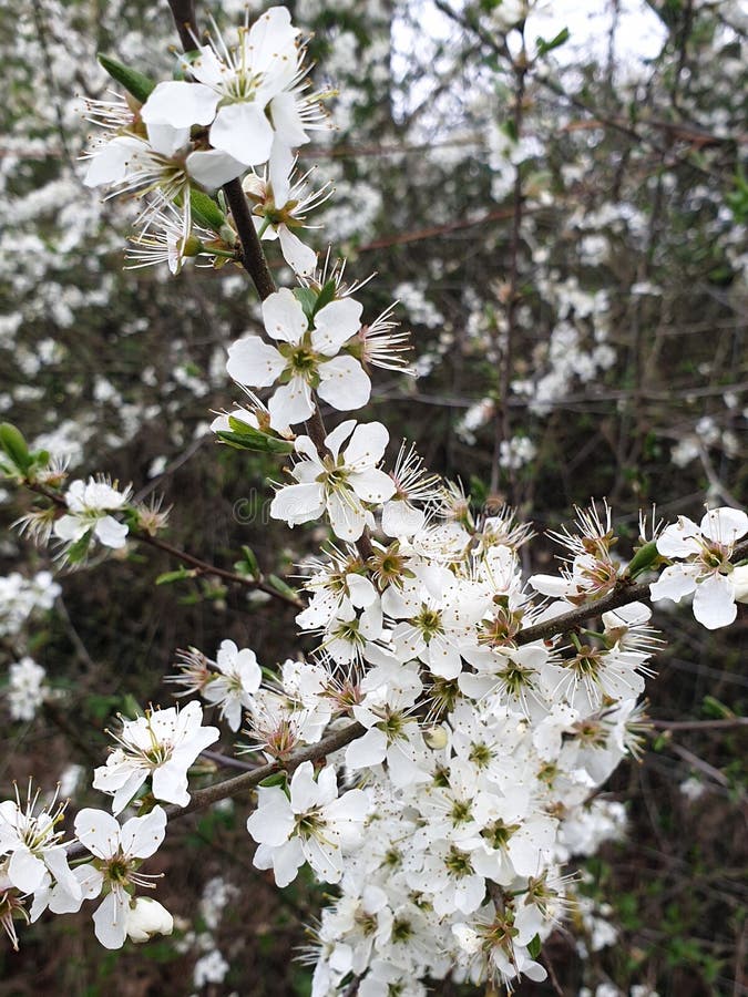Springtime Has Sprung in the Countryside Stock Photo - Image of ...