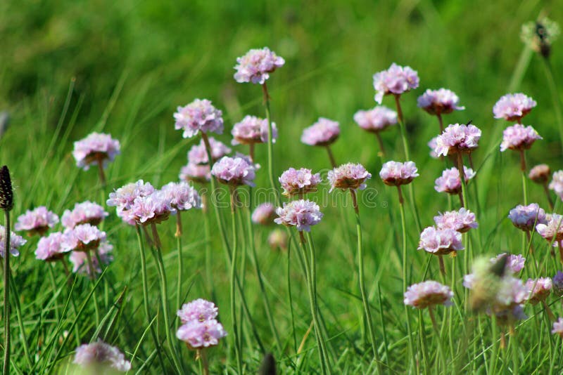 Springtime Irish Clover stock image. Image of blooming - 198677823