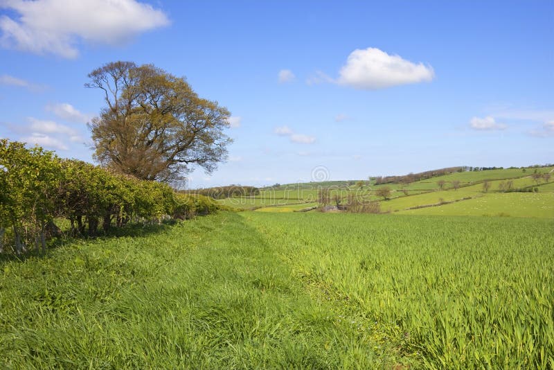 Springtime landscape stock image. Image of fields, scenic - 14192139