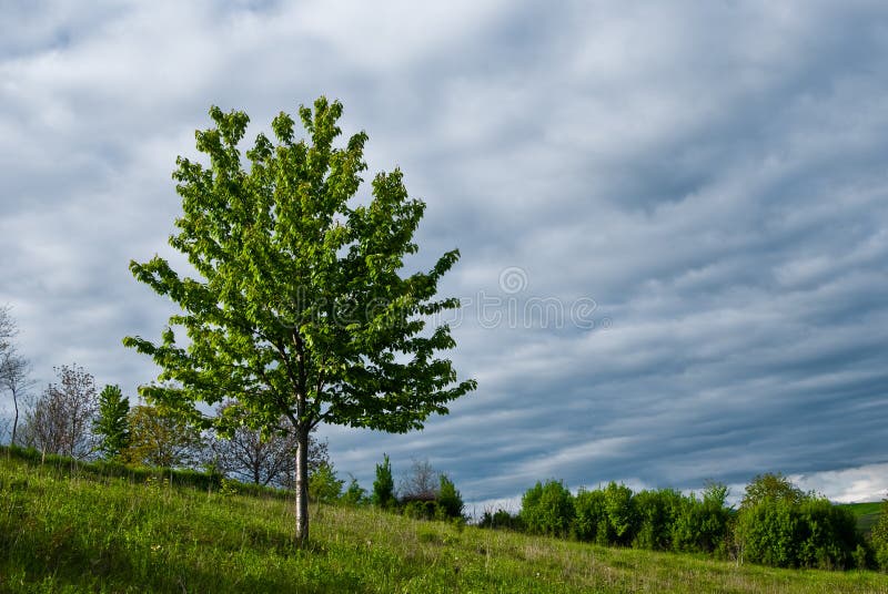 Springtime landscape stock photo. Image of forest, springtime - 14219702