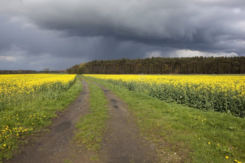 Springtime landscape stock photo. Image of crops, flora - 24300516