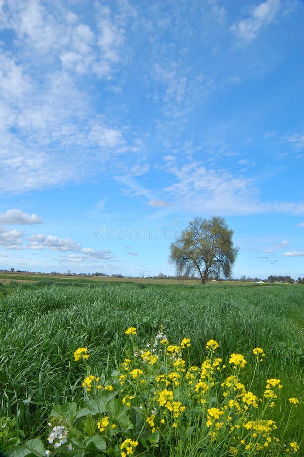 Springtime landscape stock image. Image of field, contry - 676355