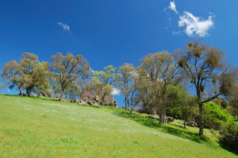 Springtime landscape stock photo. Image of contry, flora - 676444